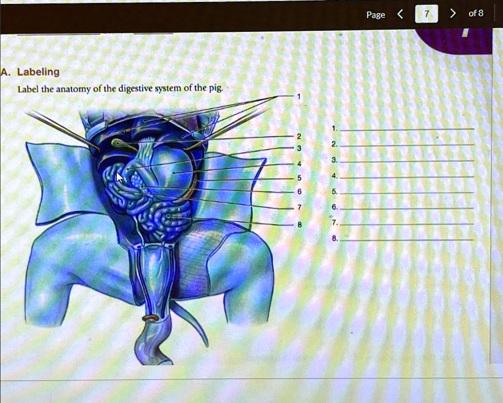 A. Labeling Label the anatomy of the digestive system of the pig. 1 1 ...