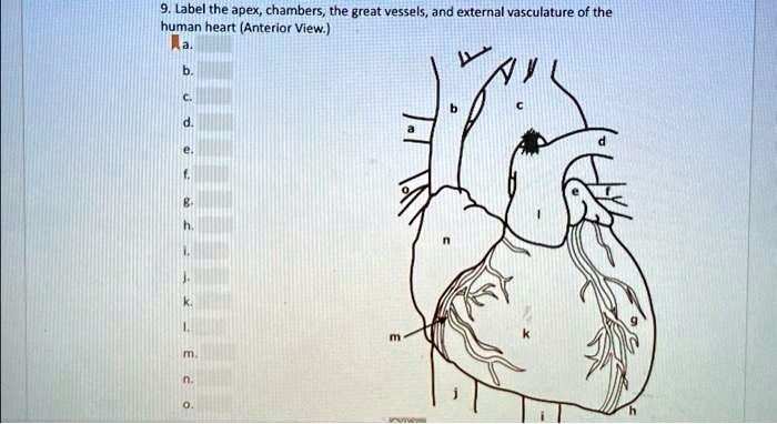 label the Apex chambers the great vessels in external vascular of the ...