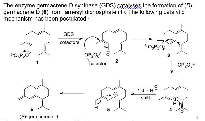 SOLVED: The enzyme germacrene D synthase (GDS) catalyses the formation ...