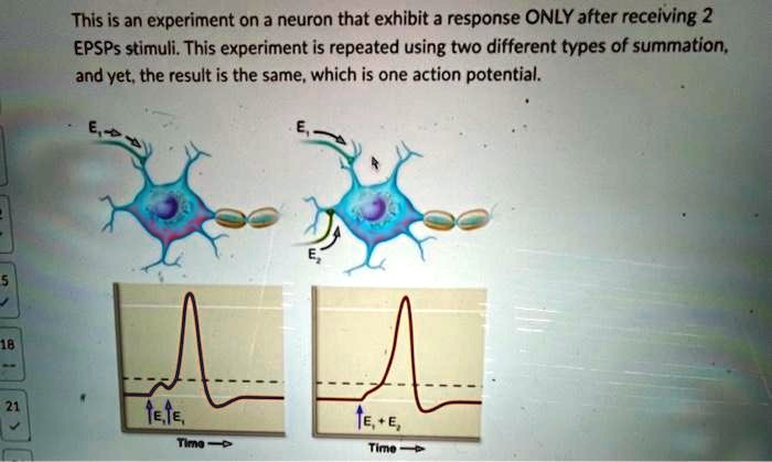 SOLVED: Texts: What would happen if this neuron were to receive 1 EPSP and 1 IPSP instead? a ...