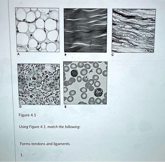 Using Figure 4.1, match the following: Forms tendons and ligaments