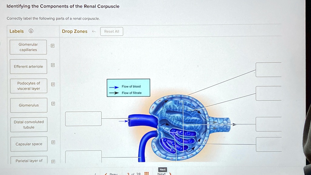 identifying the components of the renal corpuscle correctly label the following parts of a renal ...