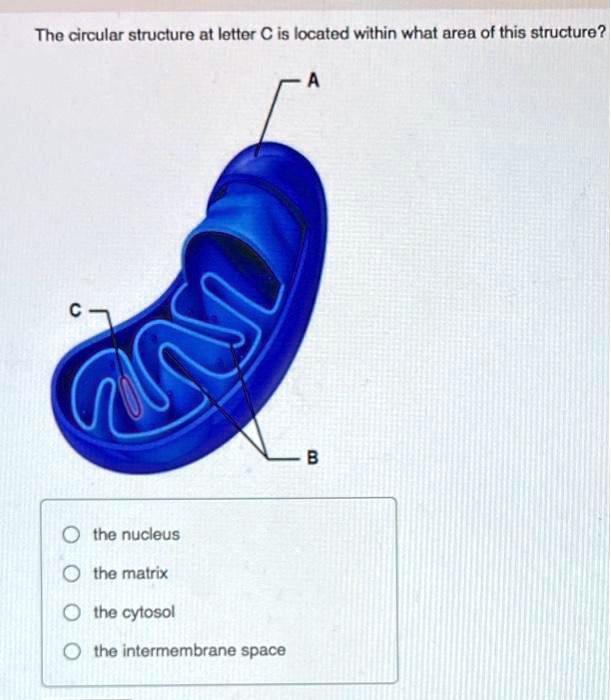 The circular structure at letter C is located within what area of this ...