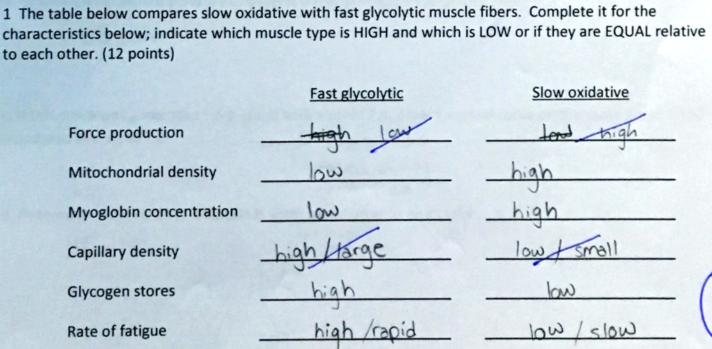 1 the table below compares slow oxidative with fast glycolytic muscle ...