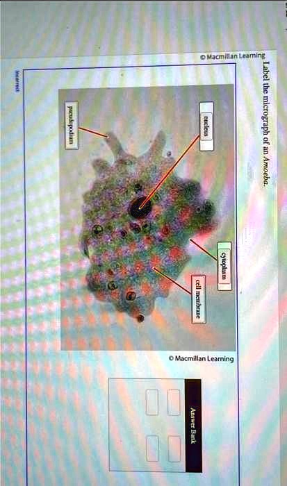 text label the micrograph of an amoeba macmillan learning label the ...