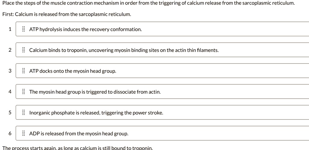 Place the steps of the muscle contraction mechanism in order from the ...