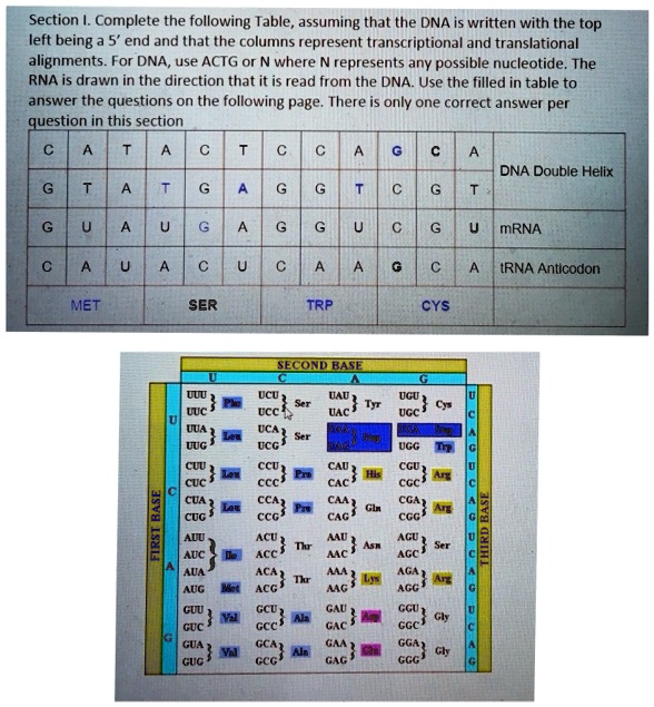 SOLVED: Section Complete the following Table, assuming that the DNA written with the top left ...