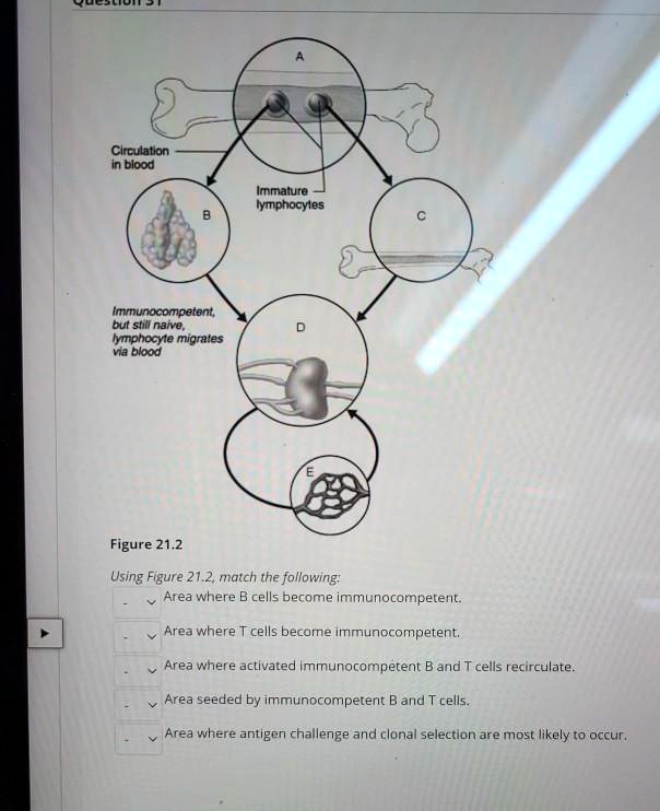 SOLVED: A Circulation in blood Immature lymphocytes c Immunocompetent ...