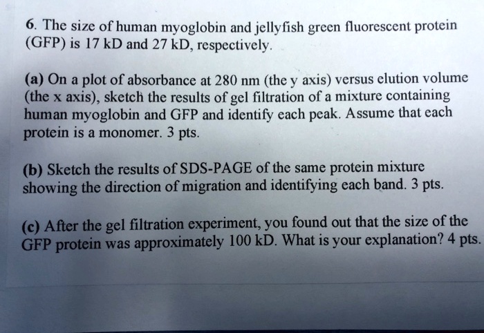 SOLVED: 6. The size of human myoglobin and jellyfish green fluorescent ...