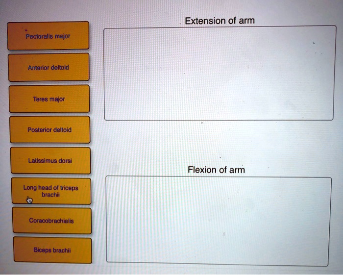 Extension of arm Pectoralis major Anterior deltoid Teres major ...