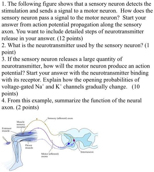 SOLVED: 1. The following figure shows that a sensory neuron detects the stimulation and sends a ...