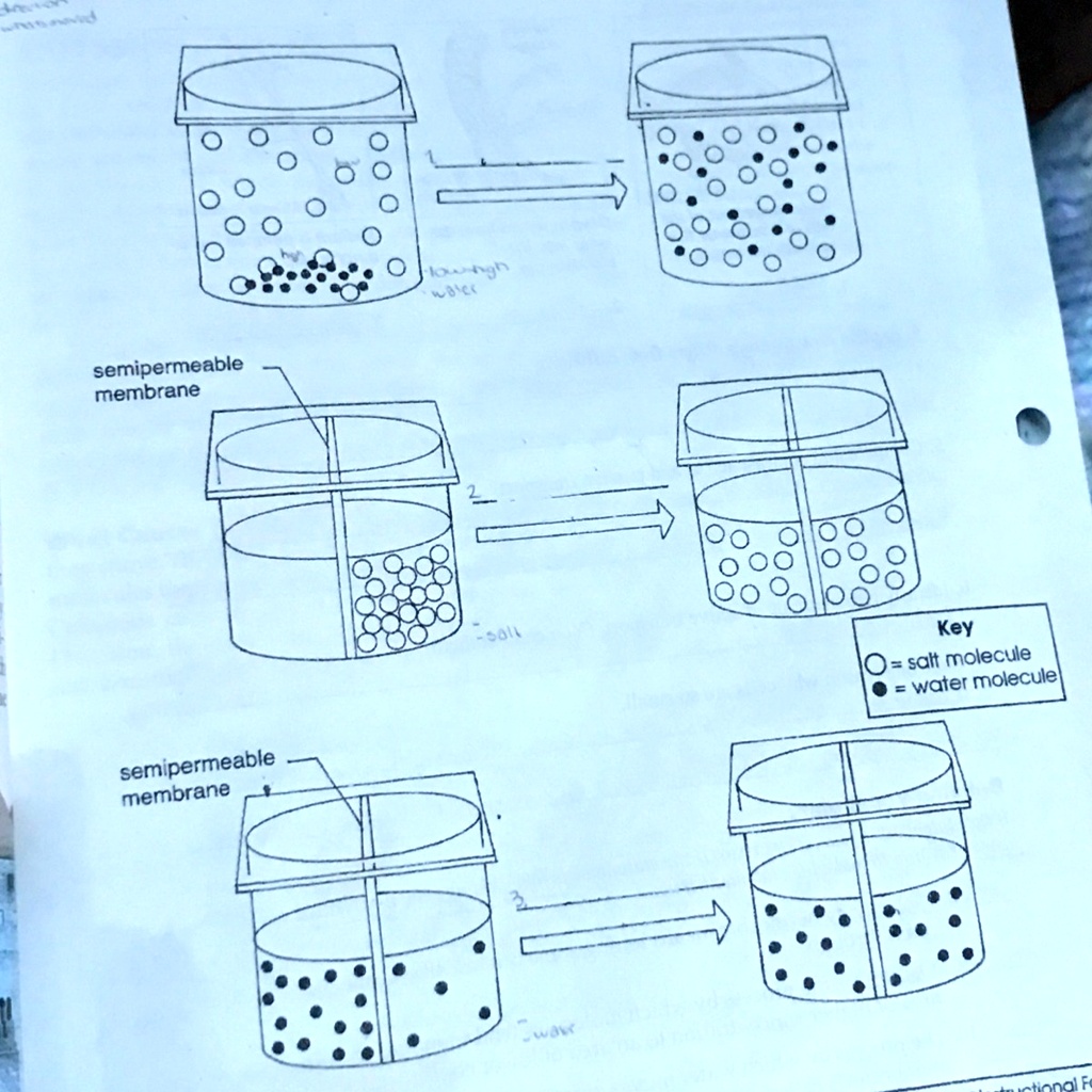SOLVED: 'The diagrams below show what each solution would look like ...