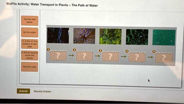 BioFlix Activity: Water Transport in Plants – The Path of Water Out the ...