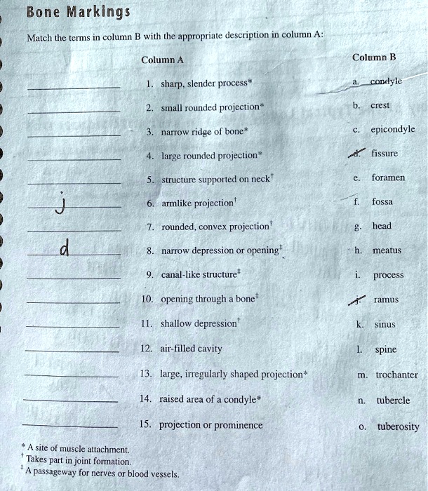 SOLVED: Bone Markings Match the terms in column B with the appropriate description in column A ...