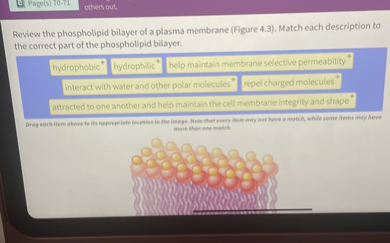 Page(s) 70-71 outers out. Review the phospholipid bilayer of a plasma ...