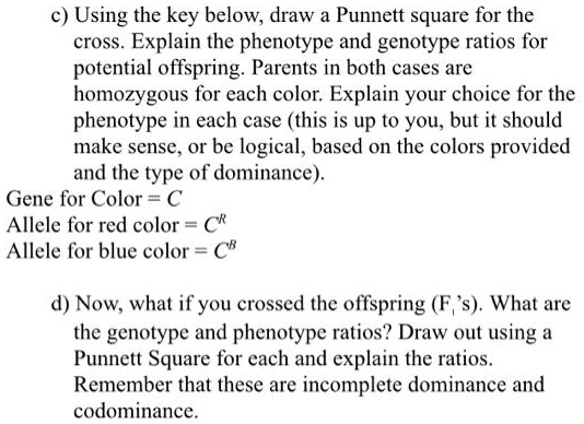using the key below draw a punnett square for the cross explain the ...
