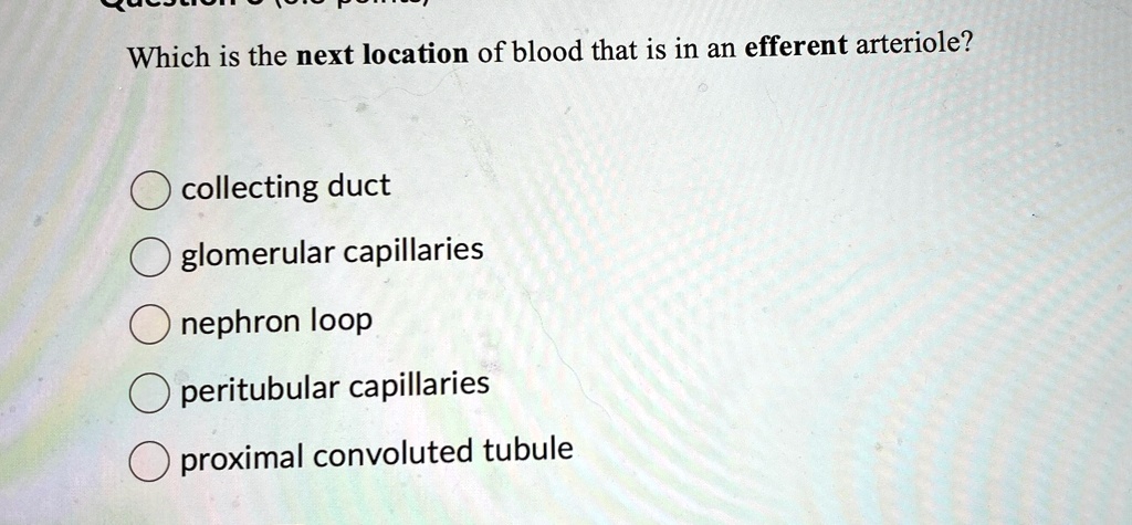 Which is the next location of blood that is in an efferent arteriole ...