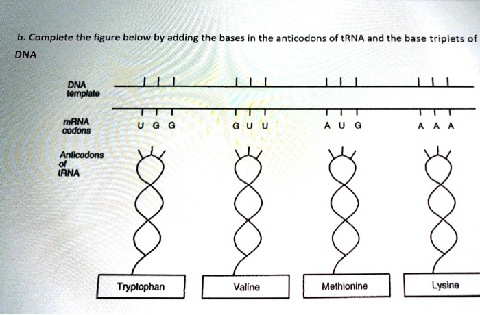 b. Complete the figure below by adding the bases in the anticodons of ...
