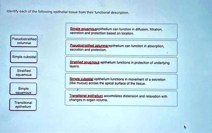 SOLVED: Texts: Identify each of the following epithelial tissues from ...