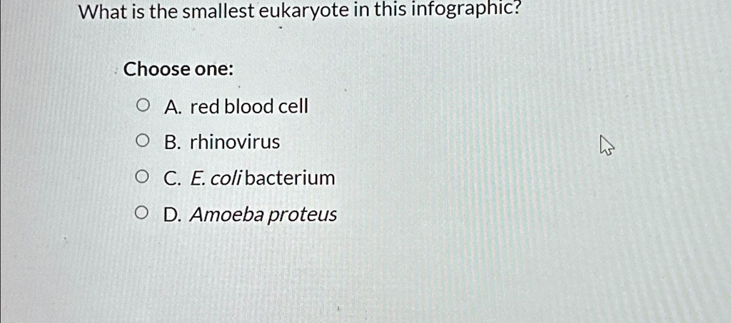 SOLVED: What is the smallest eukaryote in this infographic? Choose one ...