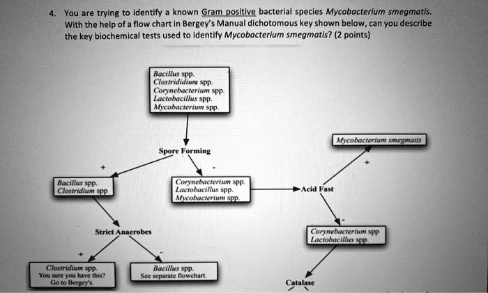 you are trying identify known gram positive bacterial species ...