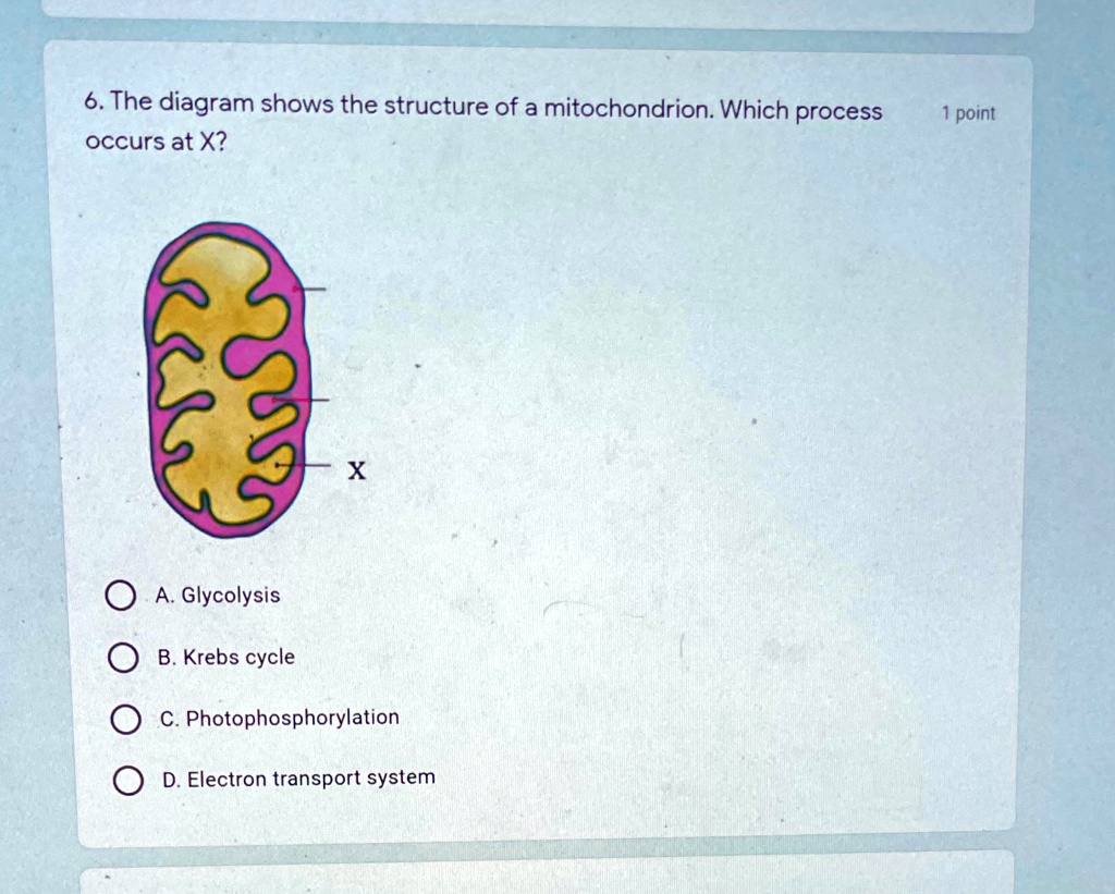 6. The diagram shows the structure of a mitochondrion. Which process ...
