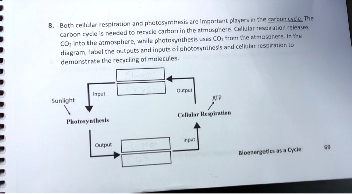 both cellular respiration and photosynthesis important players in the ...
