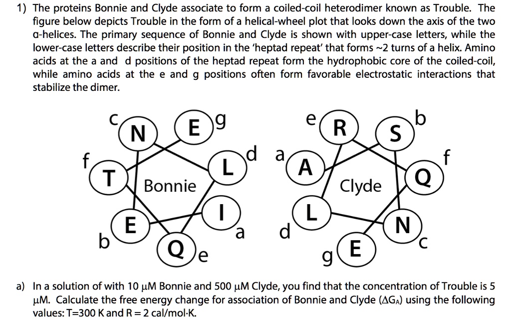 SOLVED: 1) The proteins Bonnie and Clyde associate to form a coiled ...