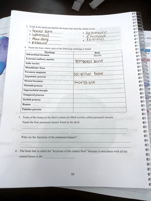 3. Look at the skull and identify the bones that form the orbital ...