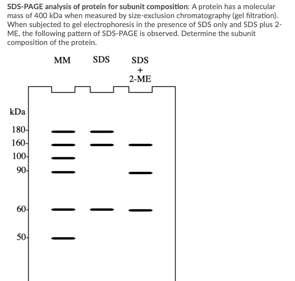 SOLVED: SDS-PAGE analysis of protein for subunit composition: A protein ...