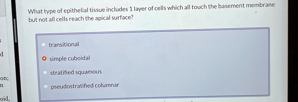 what type of epithelial tissue includes 1 layer of cells which all ...