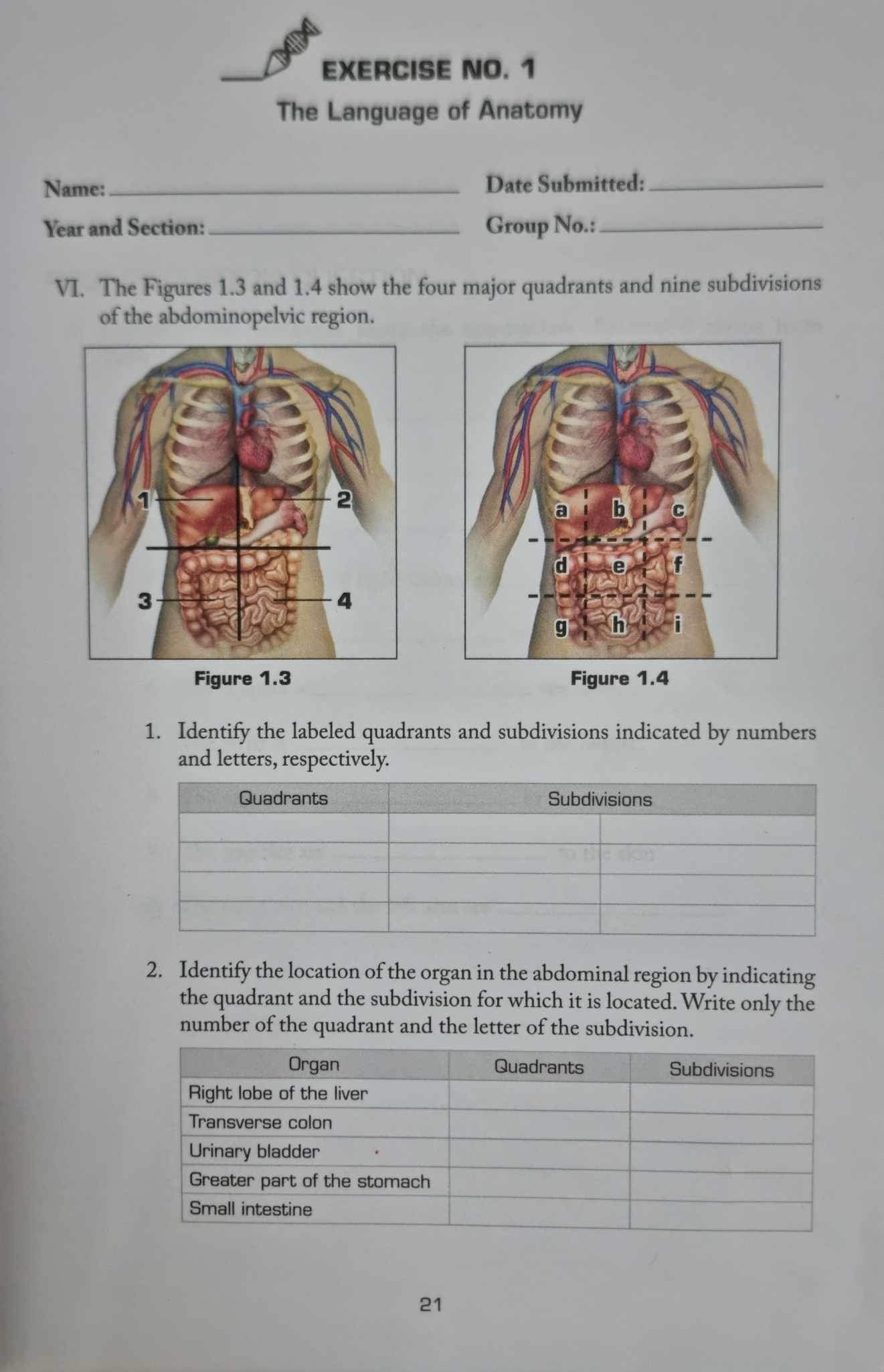 Anatomy Quadrants And Organs The Four Quadrants Of Abdominal Organs