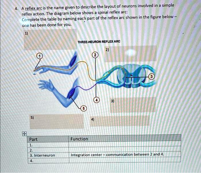 SOLVED: A reflex arc is the name given to describe the layout of neurons involved in a simple ...