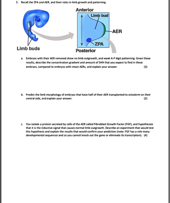 SOLVED: 5. Recall the ZPA and AER, and their roles in limb growth and ...