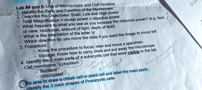 SOLVED: Lab #4 and 5: Use of Microscopes and Cell Variation Identify - the Parts and Function of ...