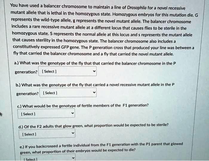 you have used balancer chromosome to maintain a line of drosophila for ...