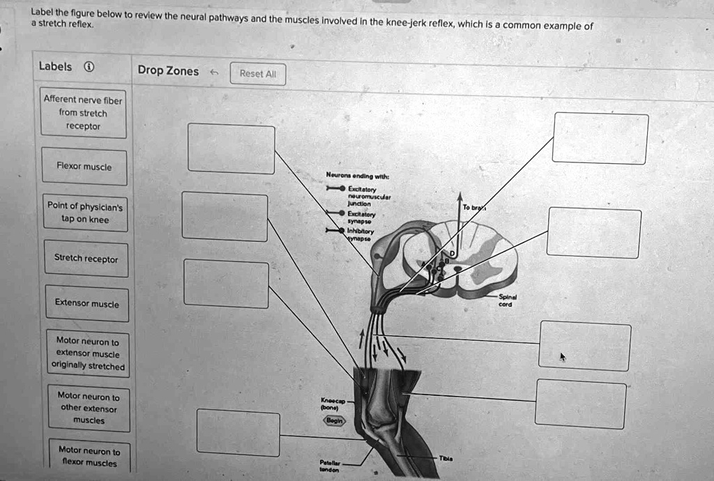 Label the figure below to review the neural pathways and the muscles ...