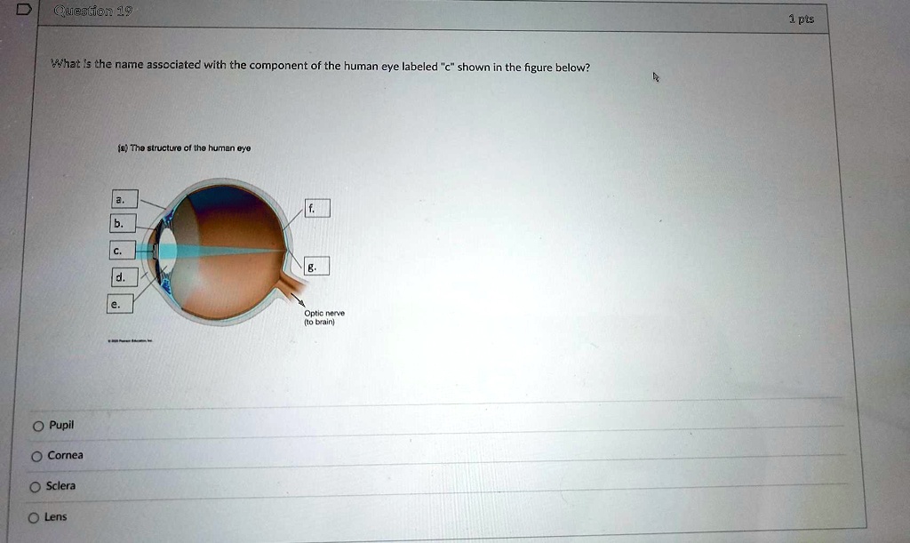 questior 19 pc yhat the name associzted with the component of the human ...
