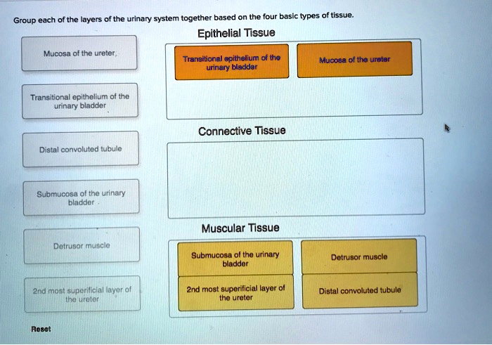 SOLVED: Group each of the layers of the urinary system together based ...