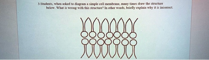 SOLVED: Students, when asked to diagram a simple cell membrane, often ...