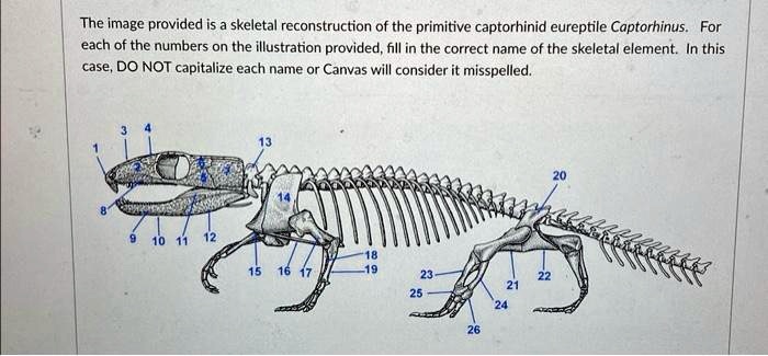 The image provided is a skeletal reconstruction of the primitive ...