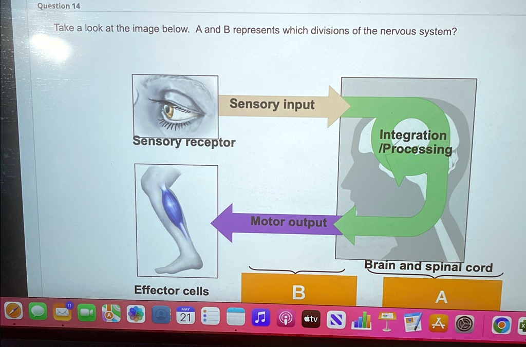 question 14 take a look at the image below a and b represents which divisions of the nervous ...