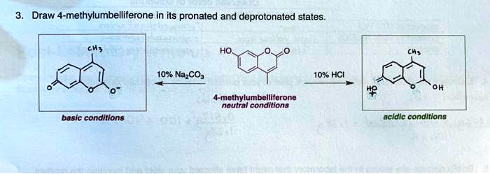 draw 4 methylumbelliferone in its pronated and deprotonated states 10 ...