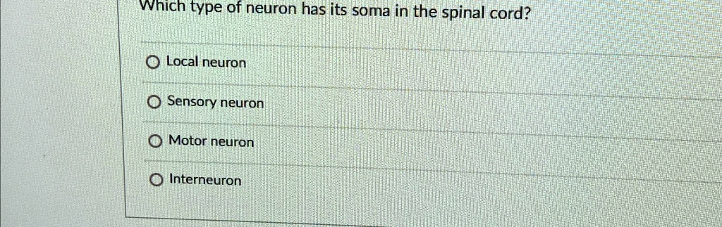 Which type of neuron has its soma in the spinal cord? Local neuron ...