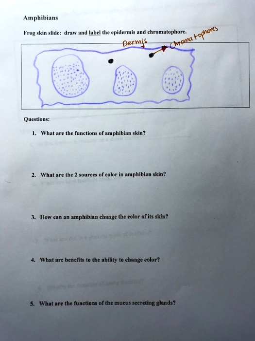 SOLVED: Amphibians Frog skin slide: Identify and label the epidermis ...