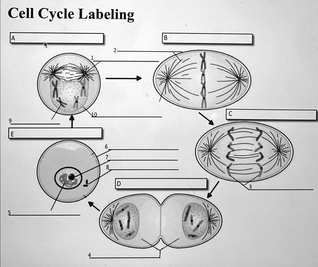 cell cycle labeling cell cycle labeling c 9 e 6 8 d 26058