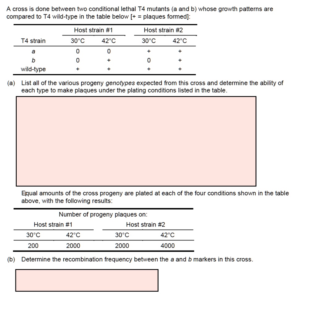 a cross is done between two conditional lethal t4 mutants a and b whose ...