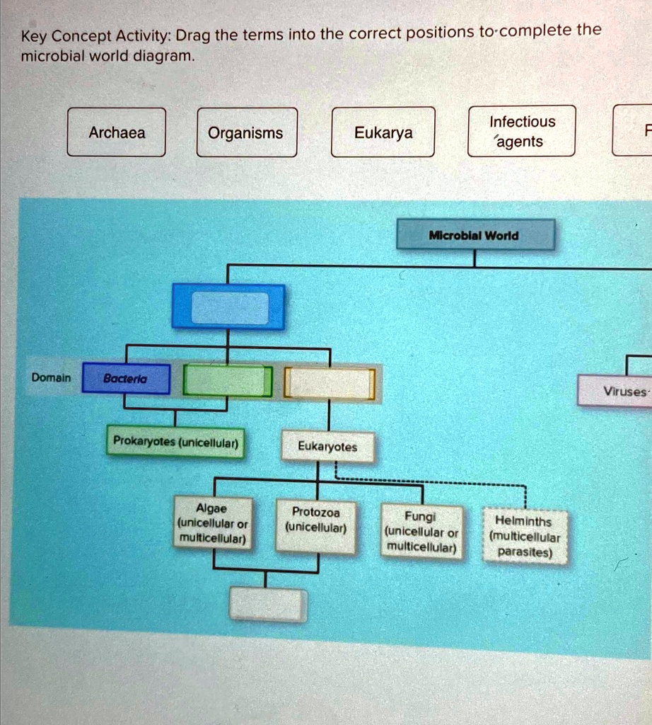 SOLVED: Key Concept Activity: Drag the terms into the correct positions ...