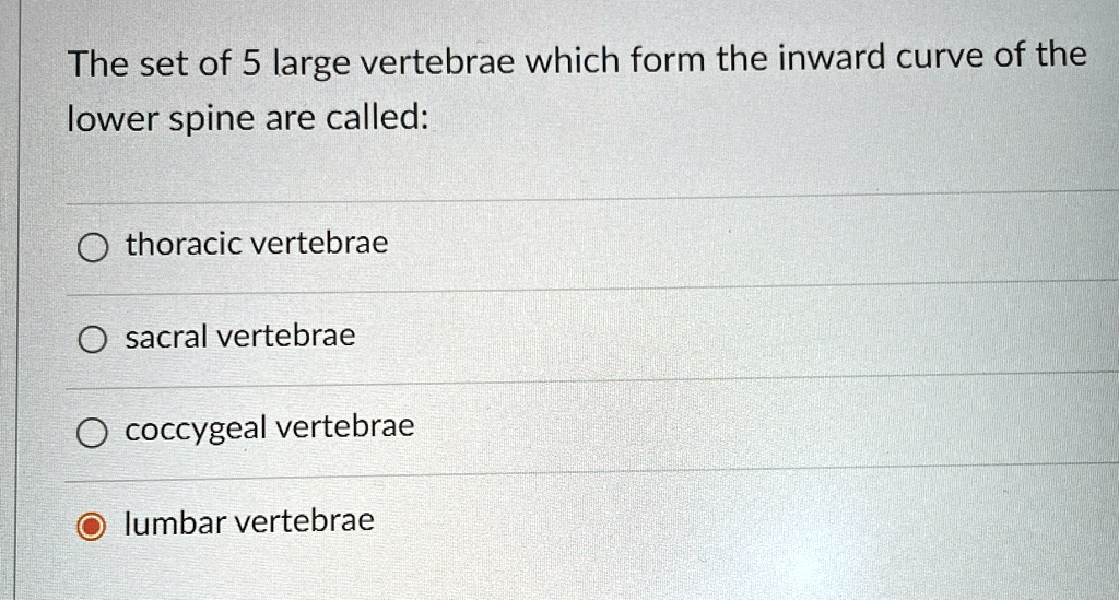the set of 5 large vertebrae which form the inward curve of the lower ...