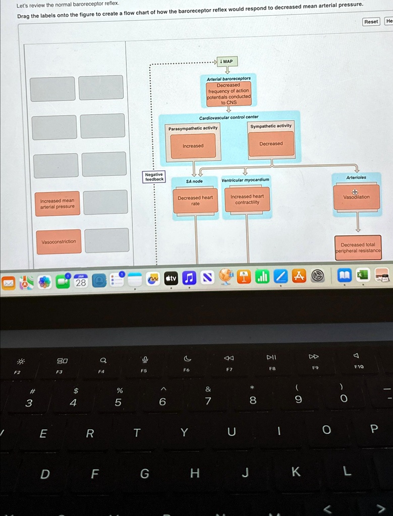 lets review the normal baroreceptor reflex drag the labels onto the ...